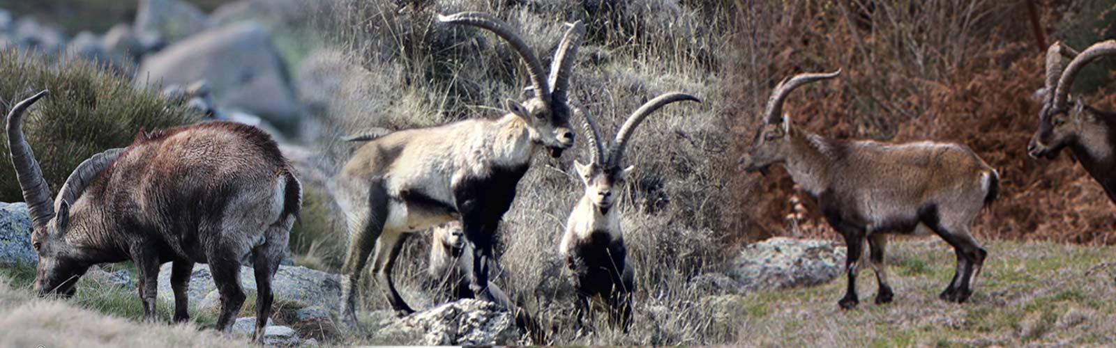 BANNER-GRAND-SLAM-IBEX | Ibex Hunt Spain