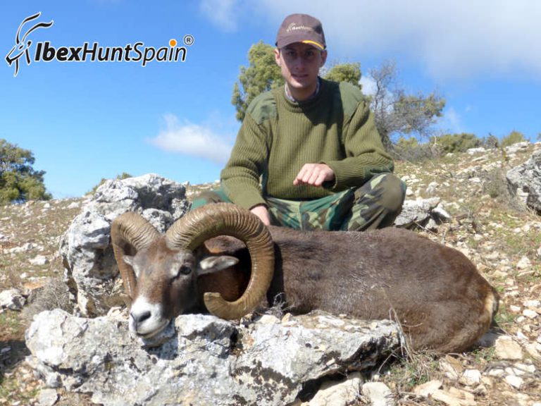 IBERIAN-MOUFLON-SHEEP-EUROPEAN-MOUFLON-2014 (2) | Ibex Hunt Spain