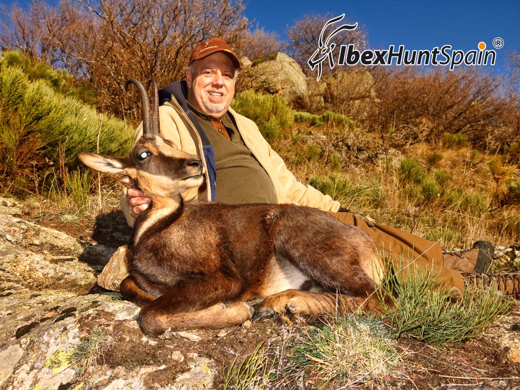 Pyrenean-Chamois-1 | Ibex Hunt Spain