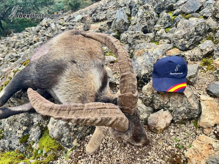Ronda Ibex Hunts | Ibex Hunt Spain