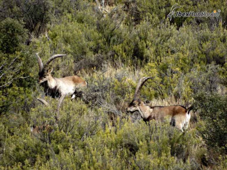 Beceite Ibex Hunt in Spain
