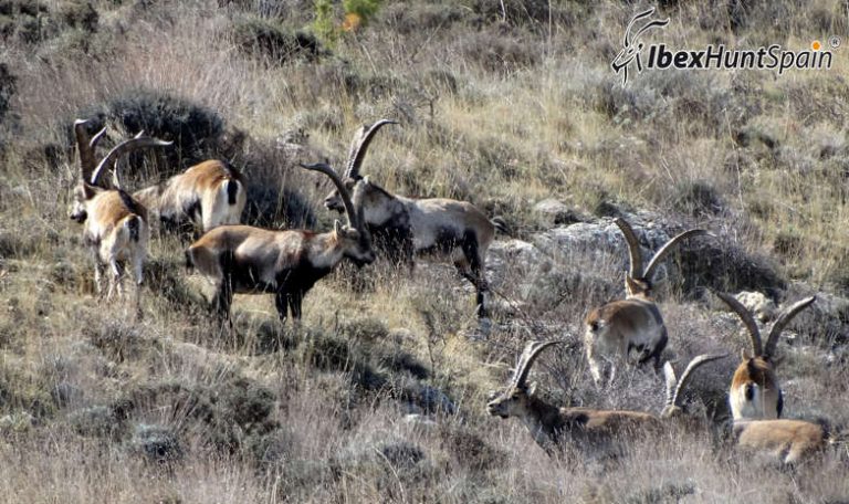 beceite-ibex-ibexhuntspain- (8) | Ibex Hunt Spain
