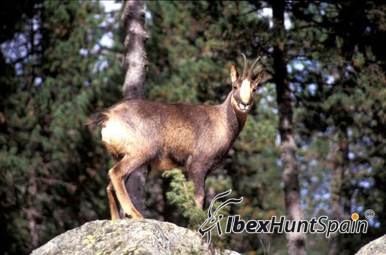 pyrenean-chamois-ibexhuntspain-9 | Ibex Hunt Spain