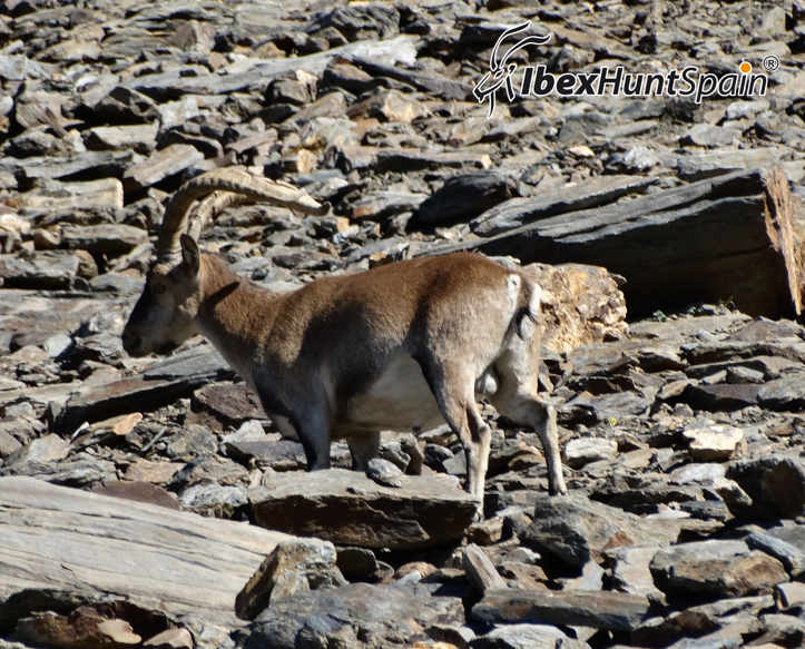 southeastern-ibex- (4) | Ibex Hunt Spain
