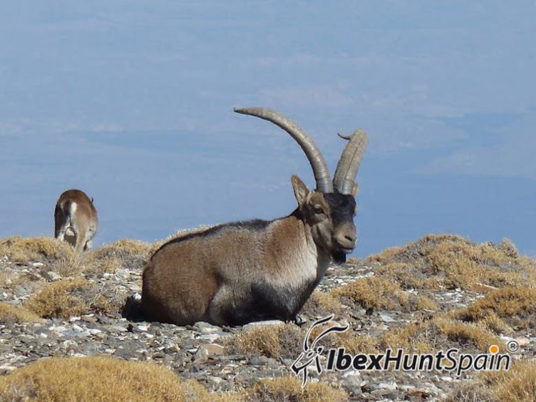 southeastern-ibex-ibexhuntspain-1