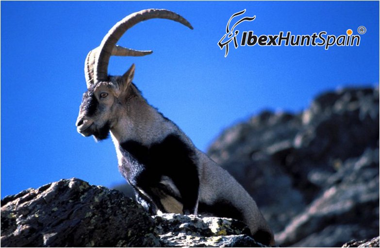 southeastern-ibex-ibexhuntspain-5 | Ibex Hunt Spain