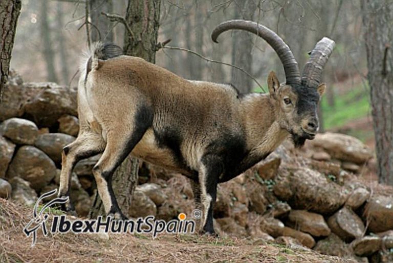 southeastern-ibex-ibexhuntspain-6 | Ibex Hunt Spain