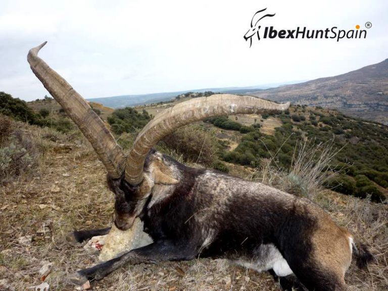 spanish-grand-slam-ibex-1 | Ibex Hunt Spain