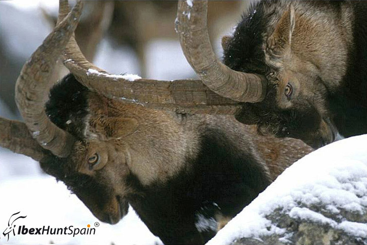 spanish-grand-slam-ibex-2 | Ibex Hunt Spain