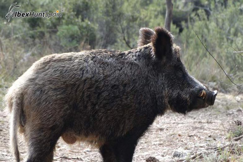 Spanish Big Game Hunting in Spain
